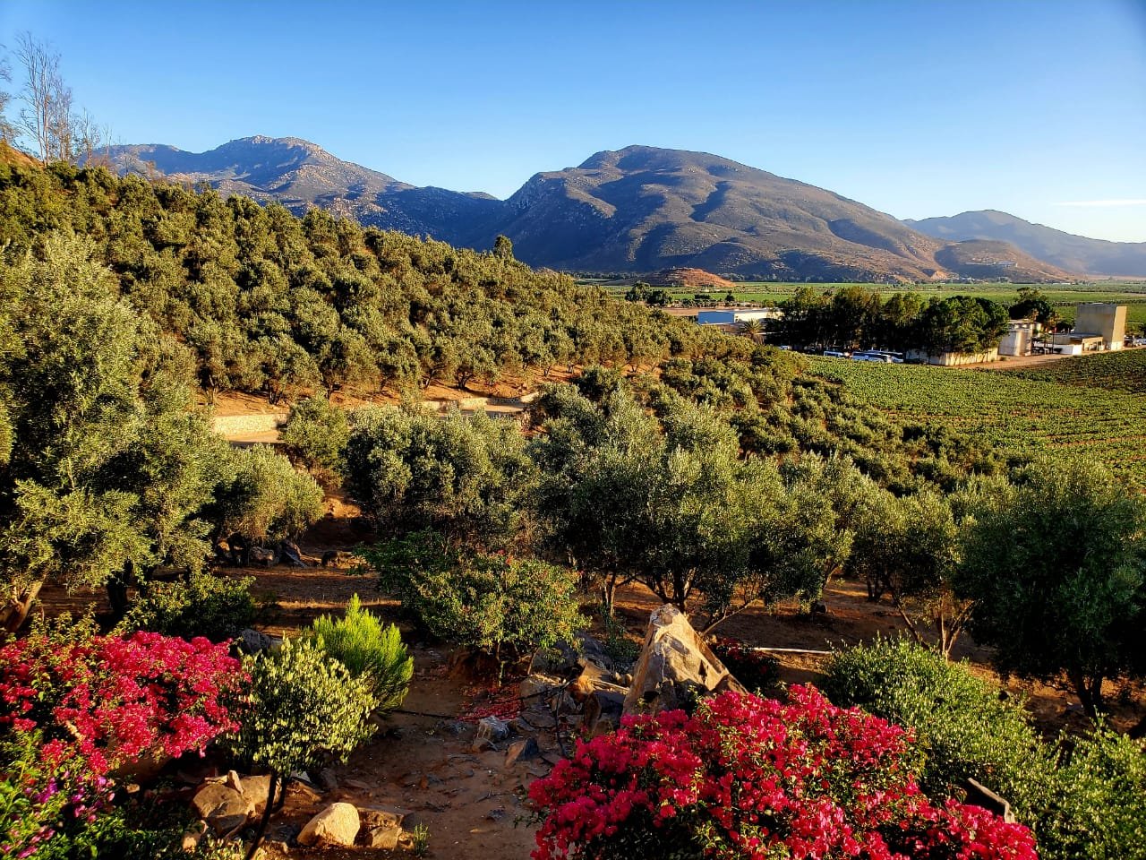 LISTOS PARA CELEBRAR LA "FIESTA DE COLORES" DE L.A. CETTO - Baja Culinaria